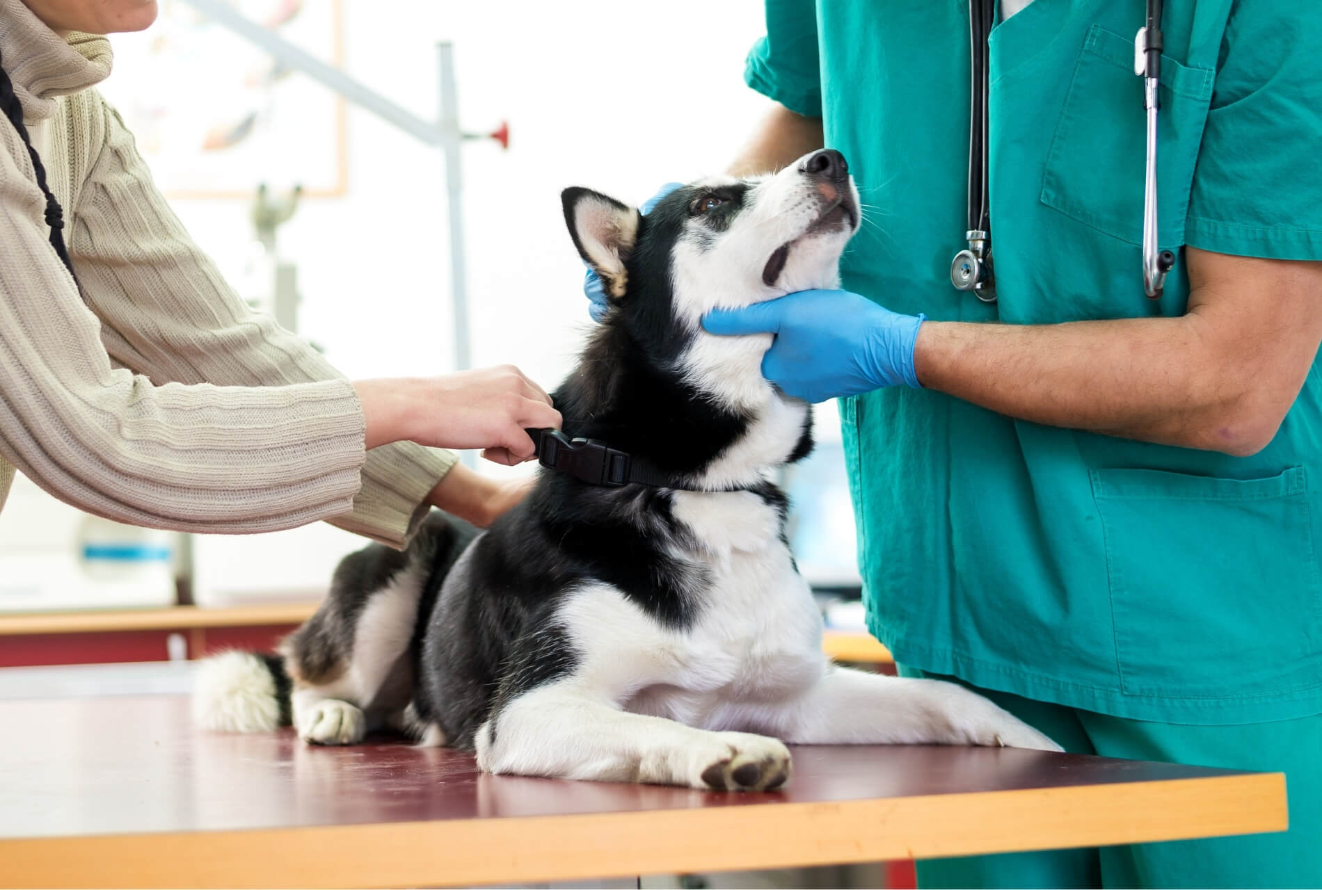 Pet In-House Diagnostic Testing - Advanced Veterinary Medical Center